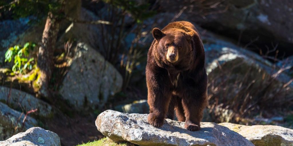 What Makes Great Smoky Mountains National Park So Popular? - Smoky Mtn ...